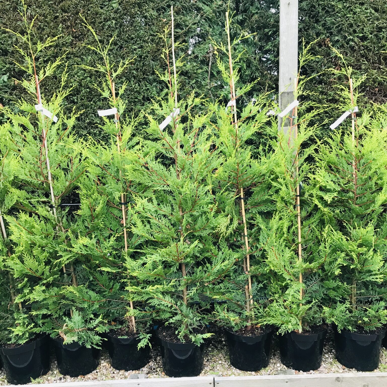 Gold Leylandii Castlewellan 150cm/175cm – Hilltop Nurseries